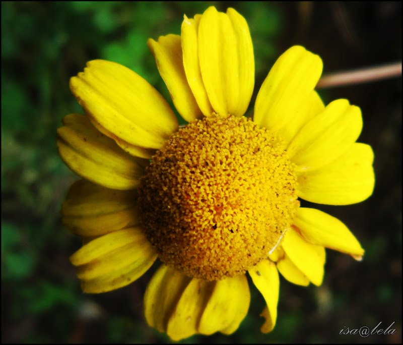 Um brilho de luz: Malmequer Amarelo...