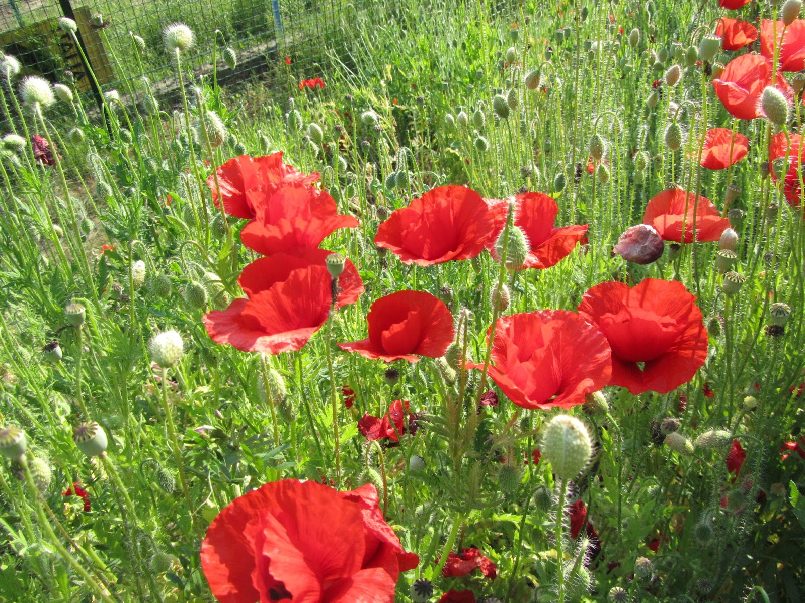 Dove Crescono i Papaveri Rossi (Papaver rhoeas)? Quando Fioriscono ...