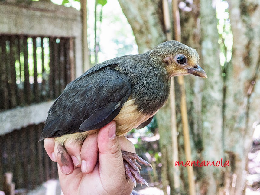 manta blog: Meeting With Maleo - an endangered bird