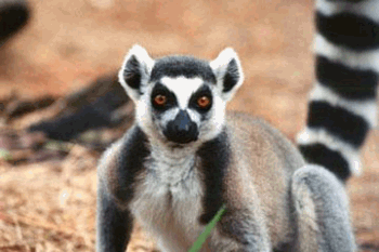 Mouse Droppings: The Ring-Tailed Lemur Speaks