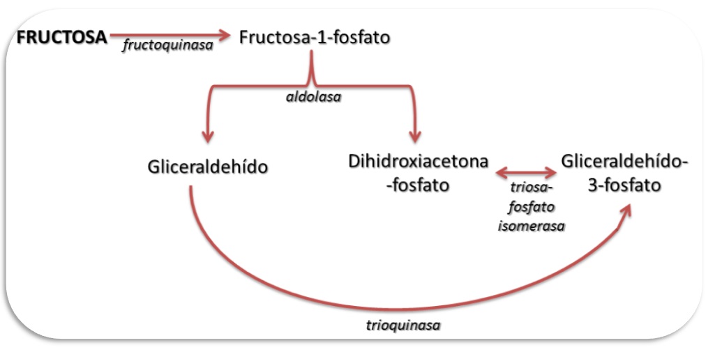 Entrenando con Cabeza: La fruta del árbol prohibido. ¿Es la fructosa ...