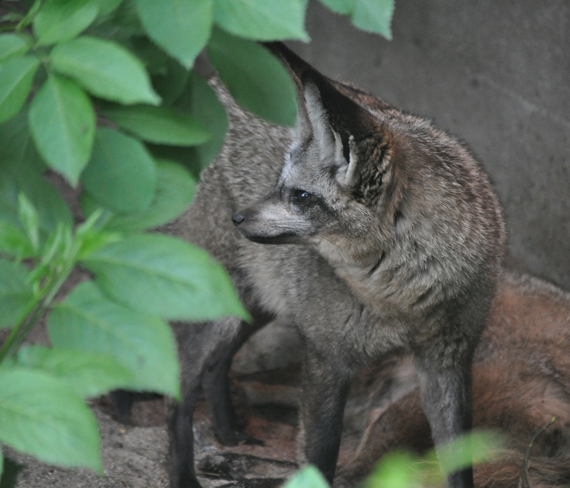 ZOOTOGRAFIANDO (6.100 ANIMALS): ZORRO OREJUDO U OTOCIÓN / BAT-EARED FOX ...