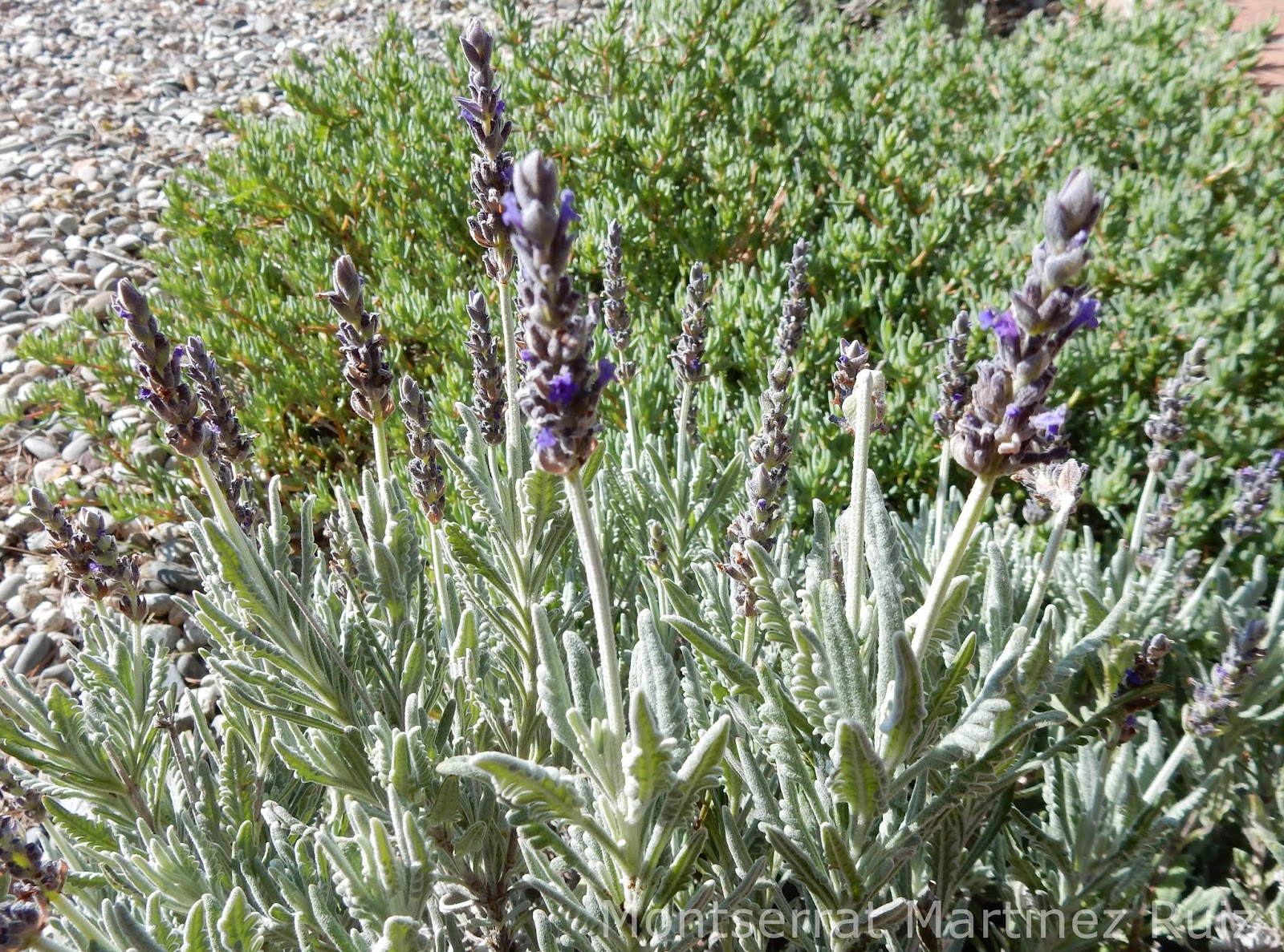 Plantas de hojas color GLAUCO y la Leyenda de GLAUCO - BOTÀNIC SERRAT