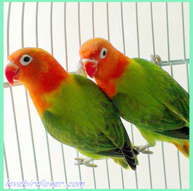 Sukses Dalam Burung Lovebird Belakang Layar Split Biola Dapat Mempunyai ...