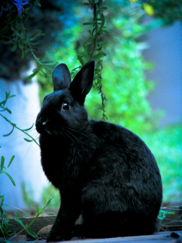 Beautiful black rabbits