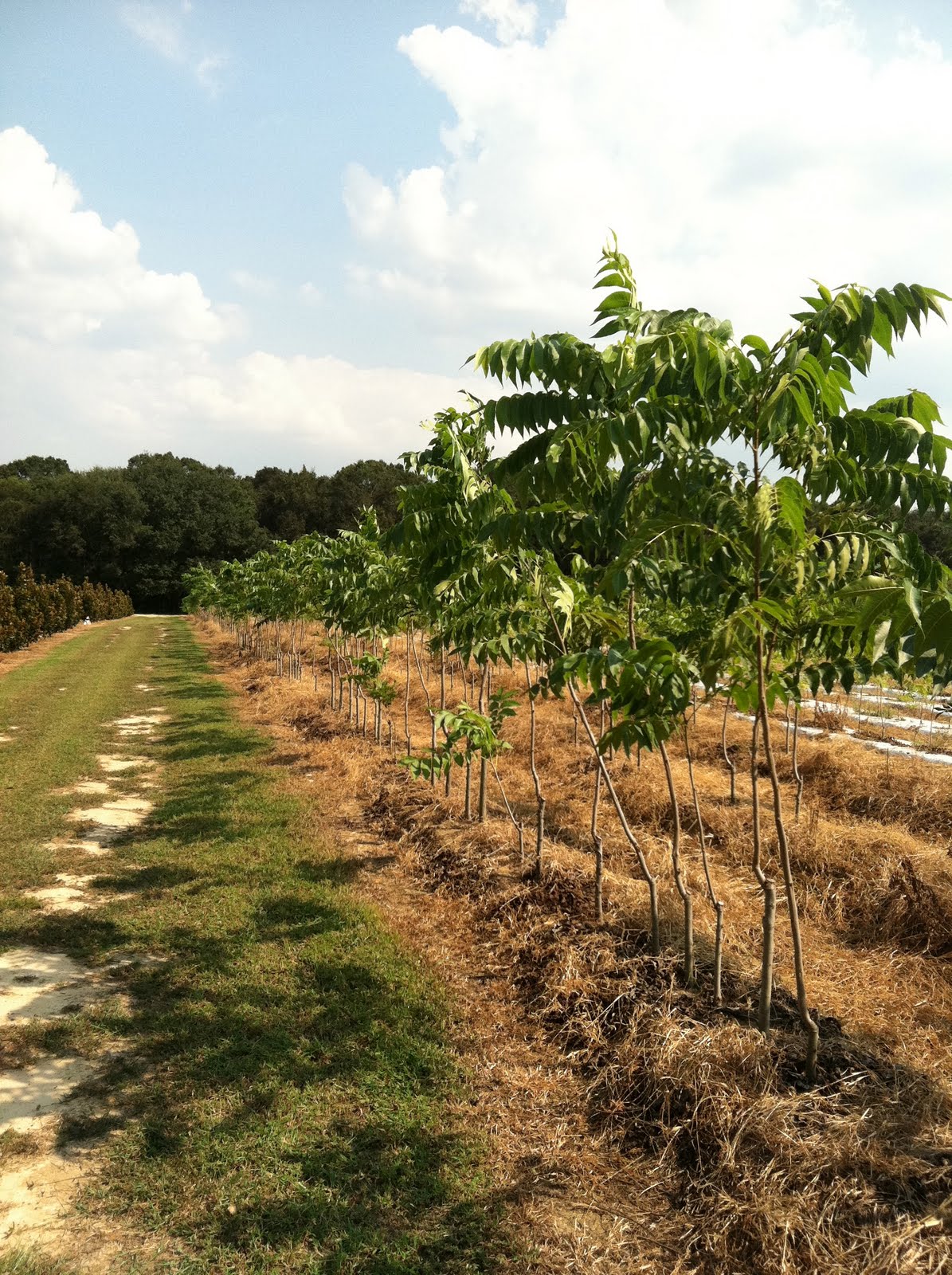 DBC Nursery: Desirable Pecan Trees