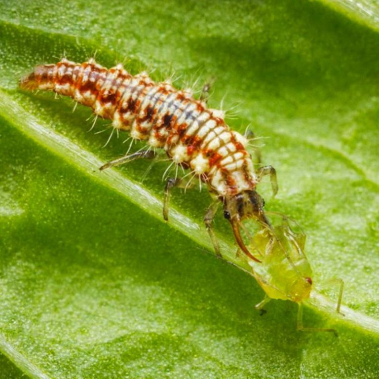 El gato de Schrodïnger-Maravillas de la Ciencia: Natureza, fonte de ...