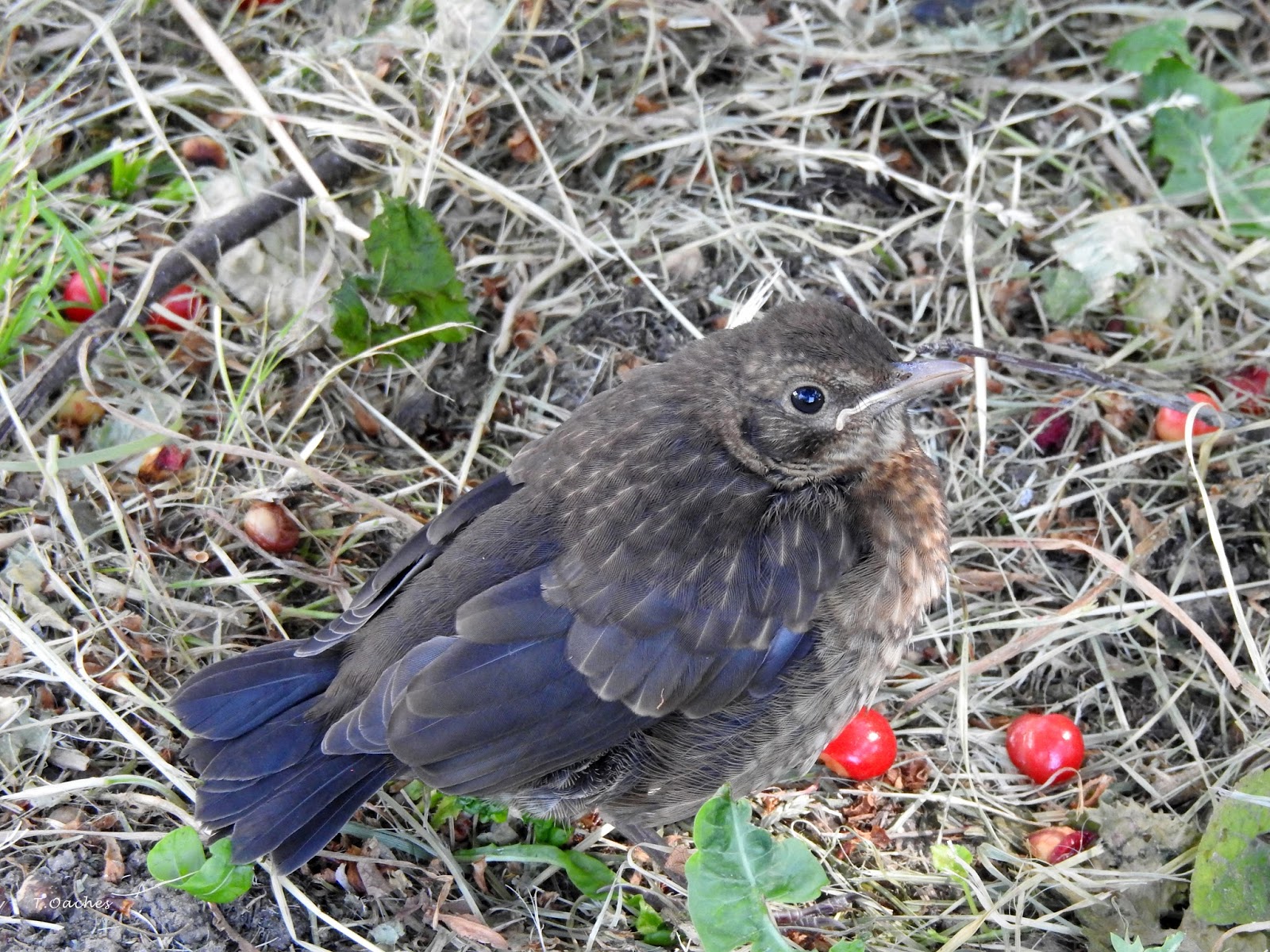 PASARI DIN ROMANIA: MIERLA (3), PUI si JUVENILI, Turdus merula