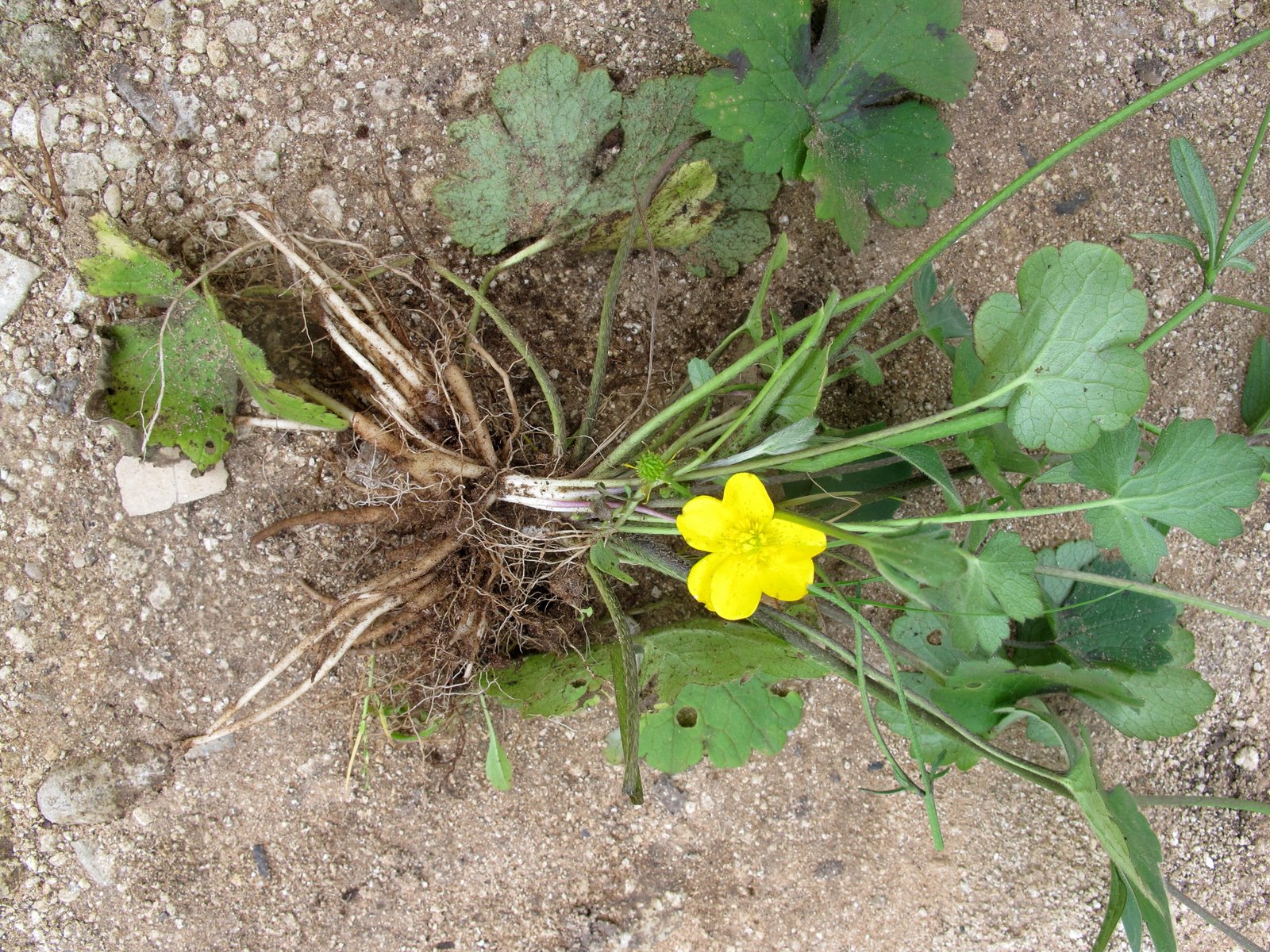 FLORA NEL SALENTO e.. anche altrove: Ranunculus velutinus Ten ...