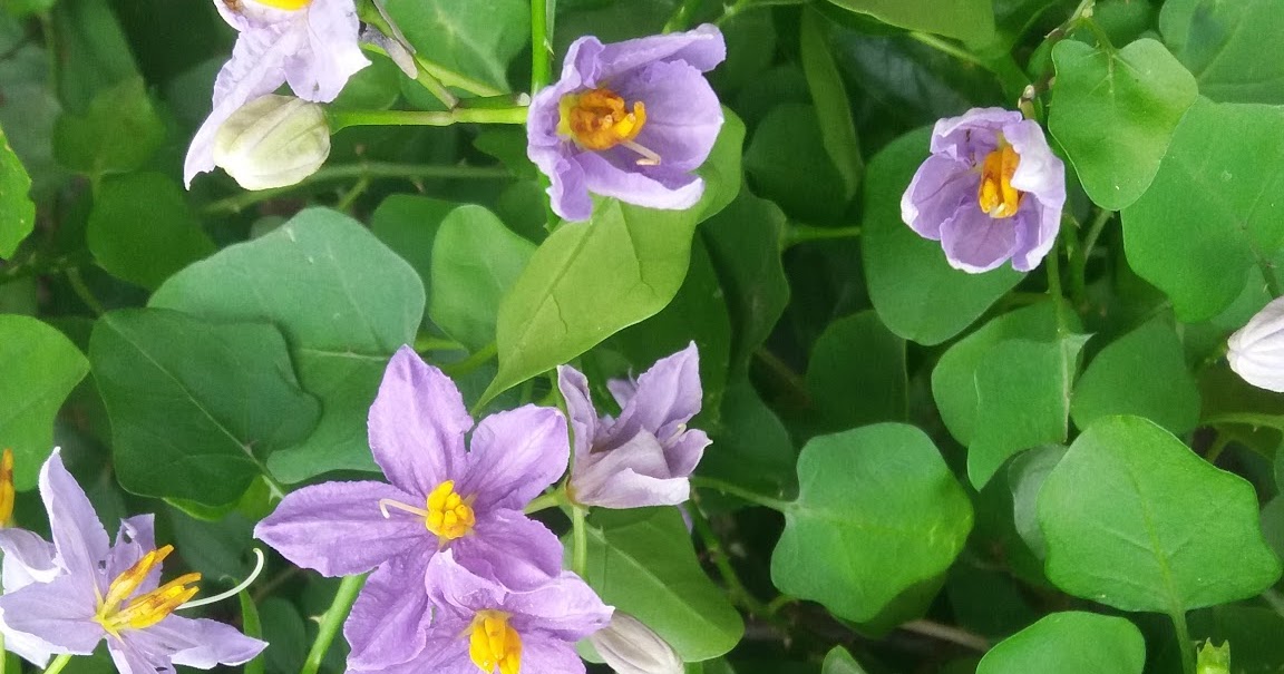 Anti-Diabetic and Cardio-protective Medicinal Plant - Medicinal Plants