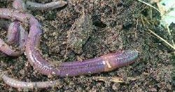 JENIS-JENIS CACING, MANFAAT, BUDIDAYA. bag. 3 >>> Eudrilus eugeniae ...