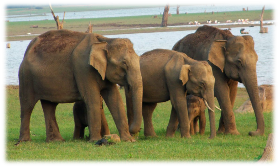 GESTAÇÃO e PARTO das ELEFANTAS