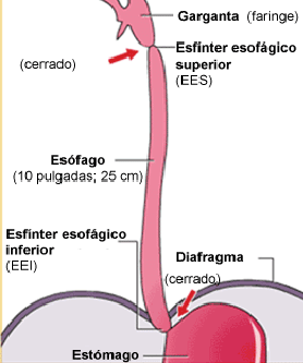MAS VERDE MANZANA: ANATOMÍA DEL ESÓFAGO