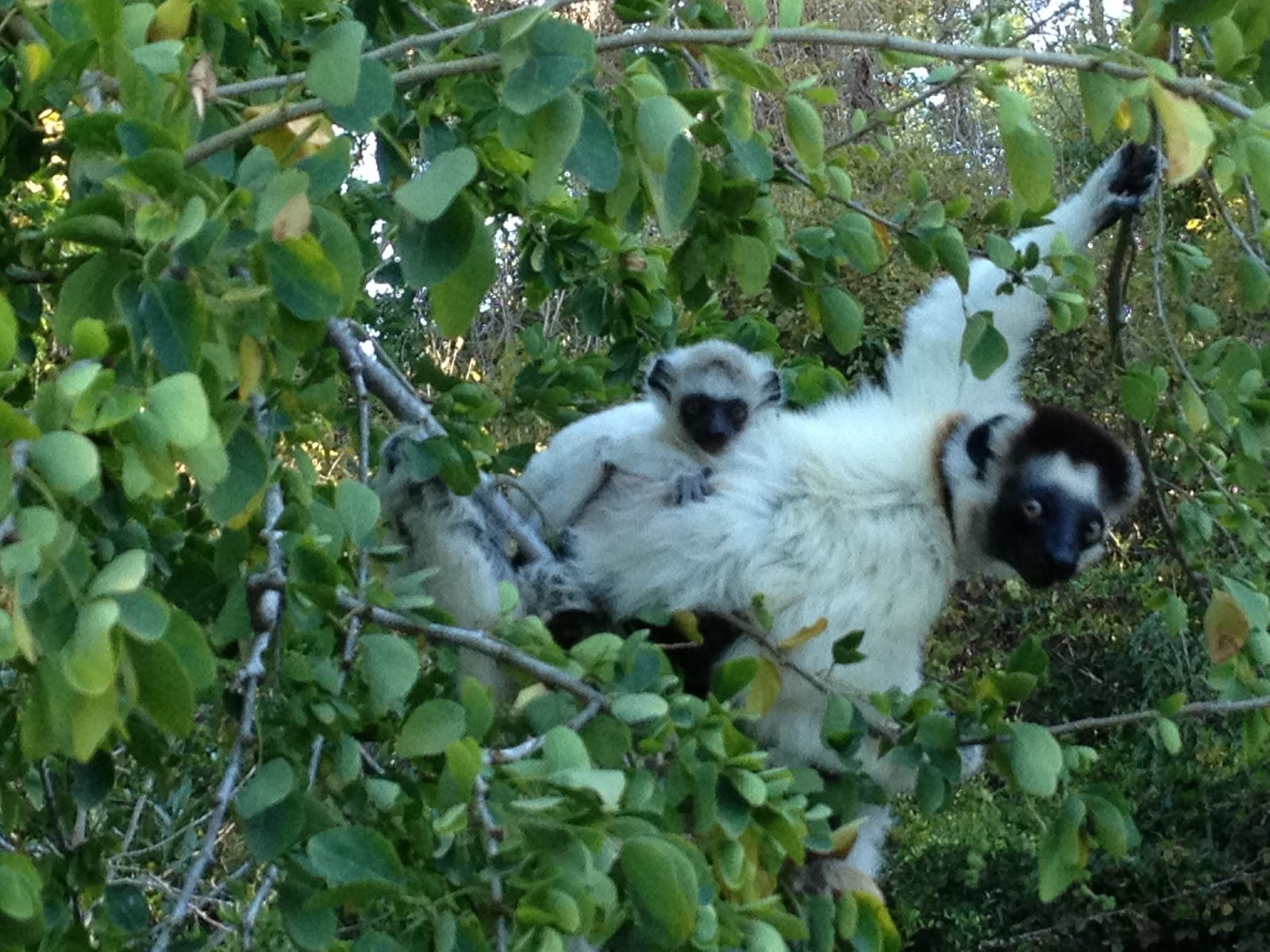 Let's Talk Primates: 2013