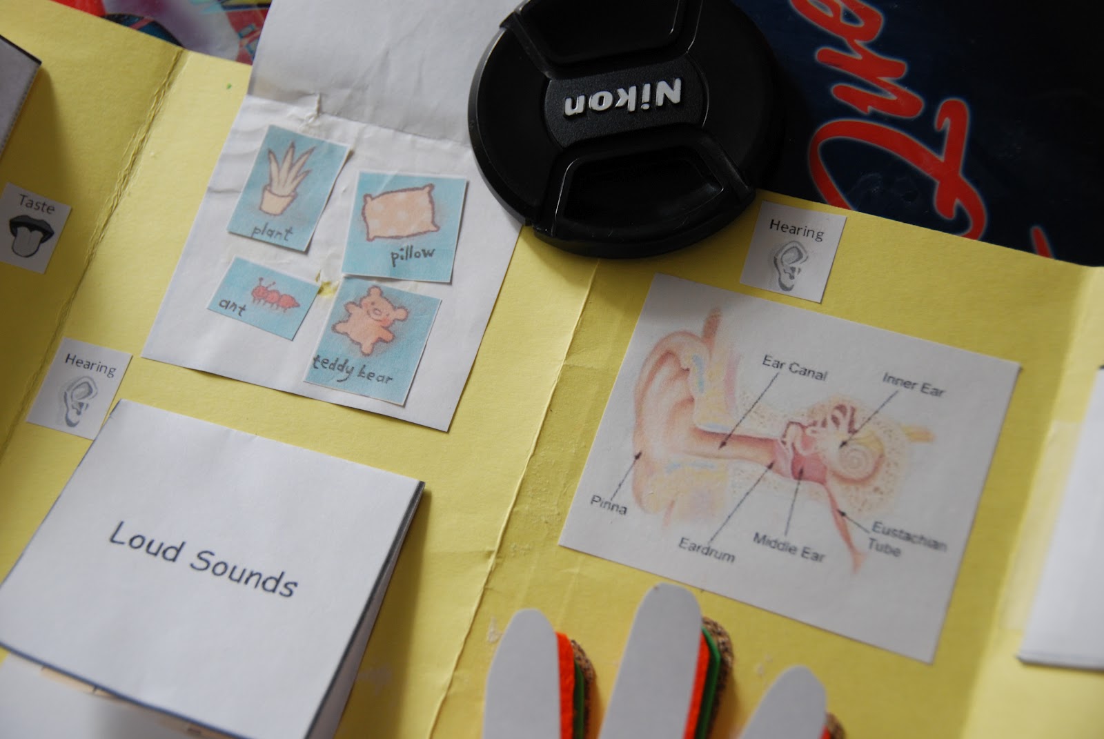 Adventures in Homeschooling: The 5 Senses