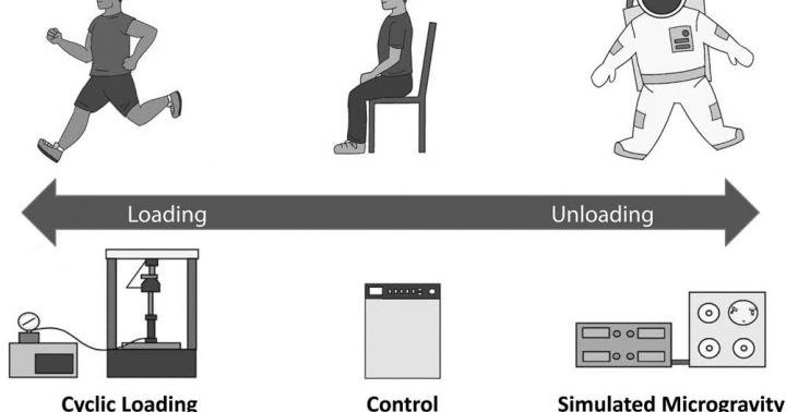 DAILY SCIENCE: Gravity, 'mechanical loading' are key to cartilage ...