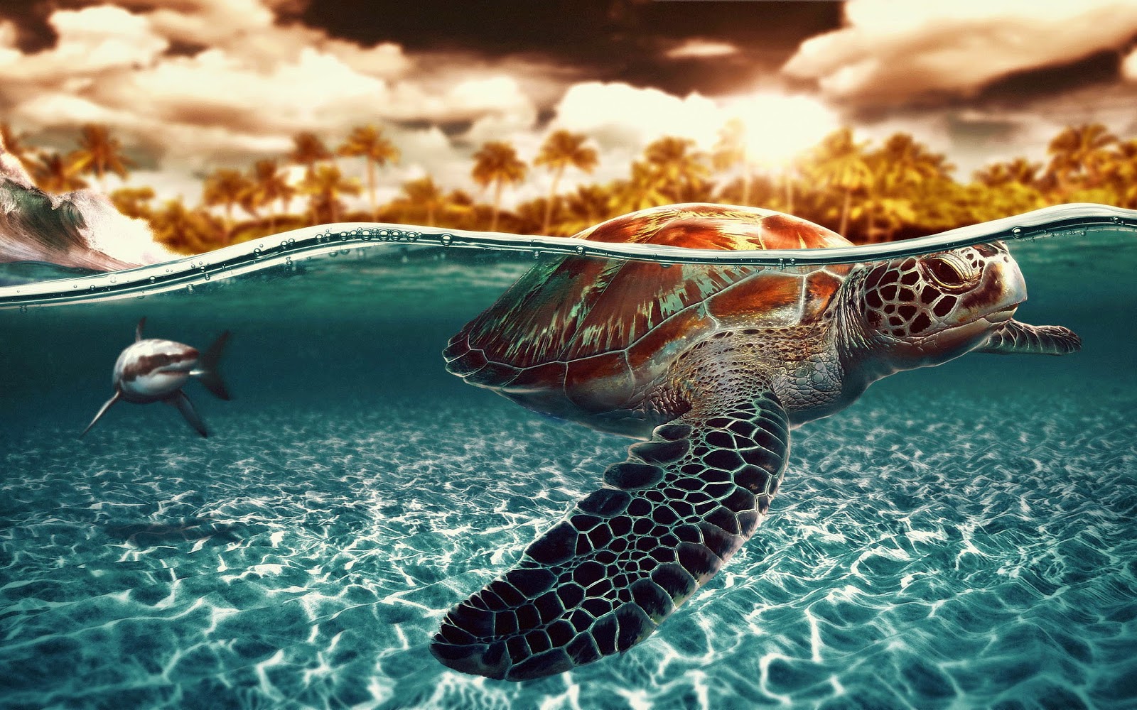 Sea Turtle - HD Wallpapers | Earth Blog