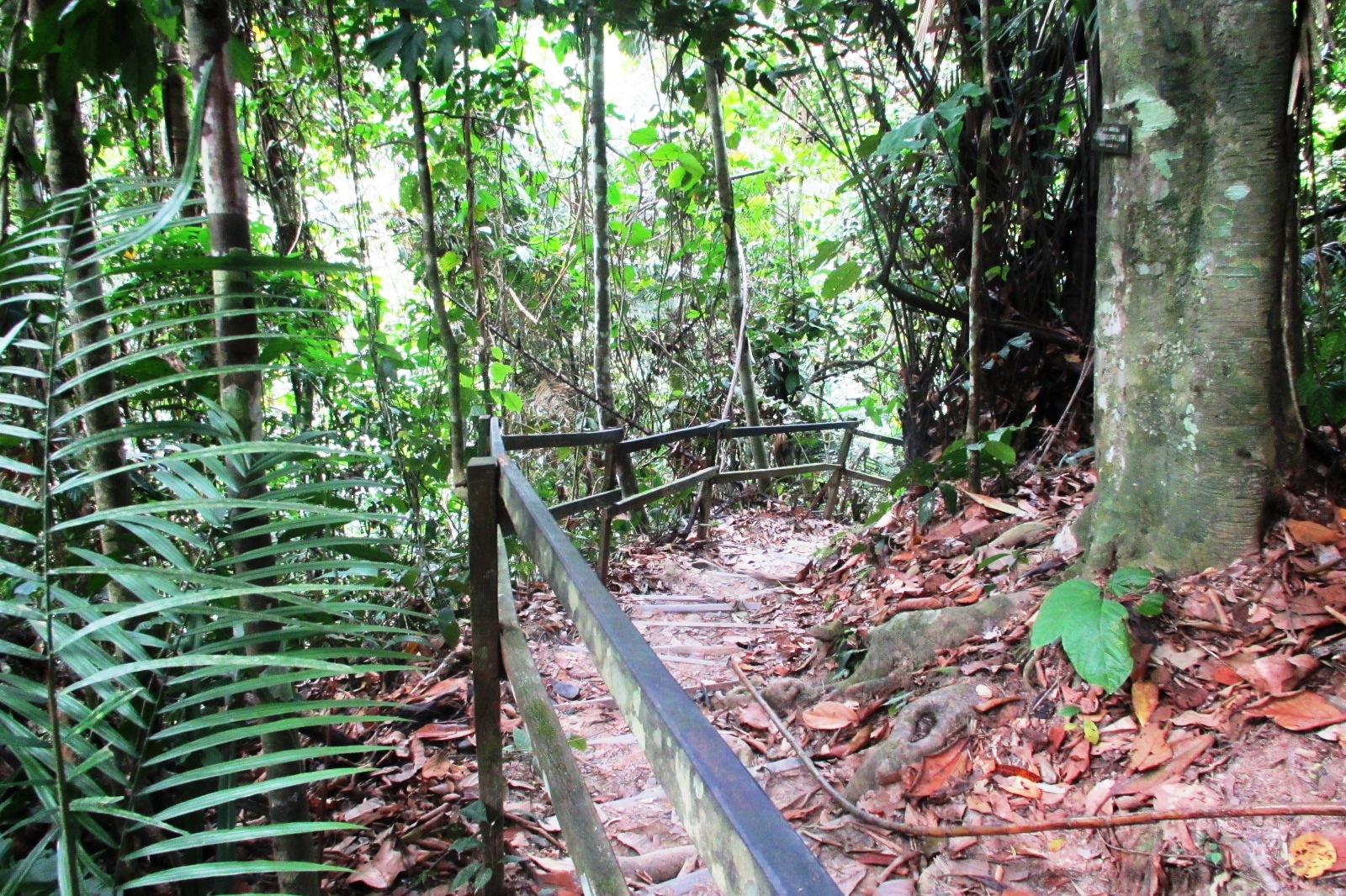 KINABALU: CANOPY WALK CHALLENGE - PORING HOT SPRING