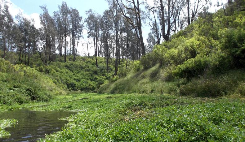 Porter Argopuro, Pendakian Gunung Argopuro via Baderan - Bremi, Guide ...