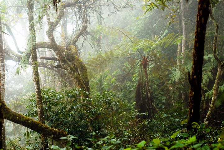 Corey Lablans Photography Project 365+: The Bolivian Rainforest