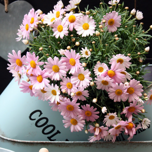 bicocacolors: federica