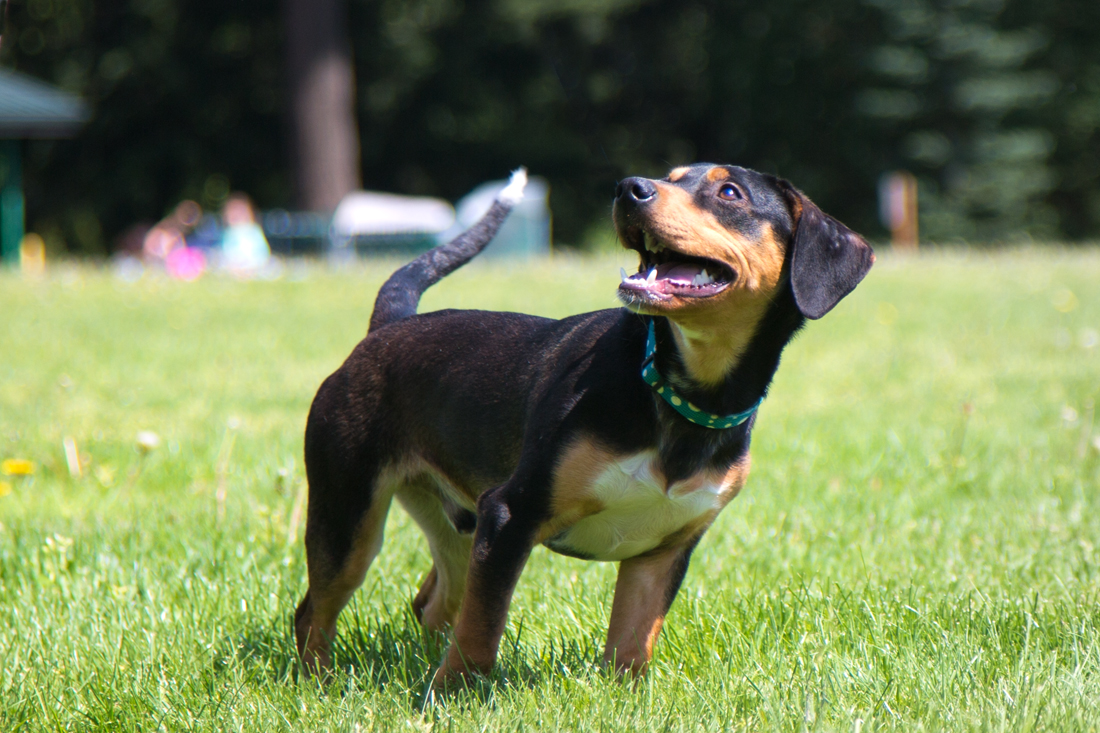 Shelter Dogs of Portland: "GENO" handsome Doxie/Beagle mix