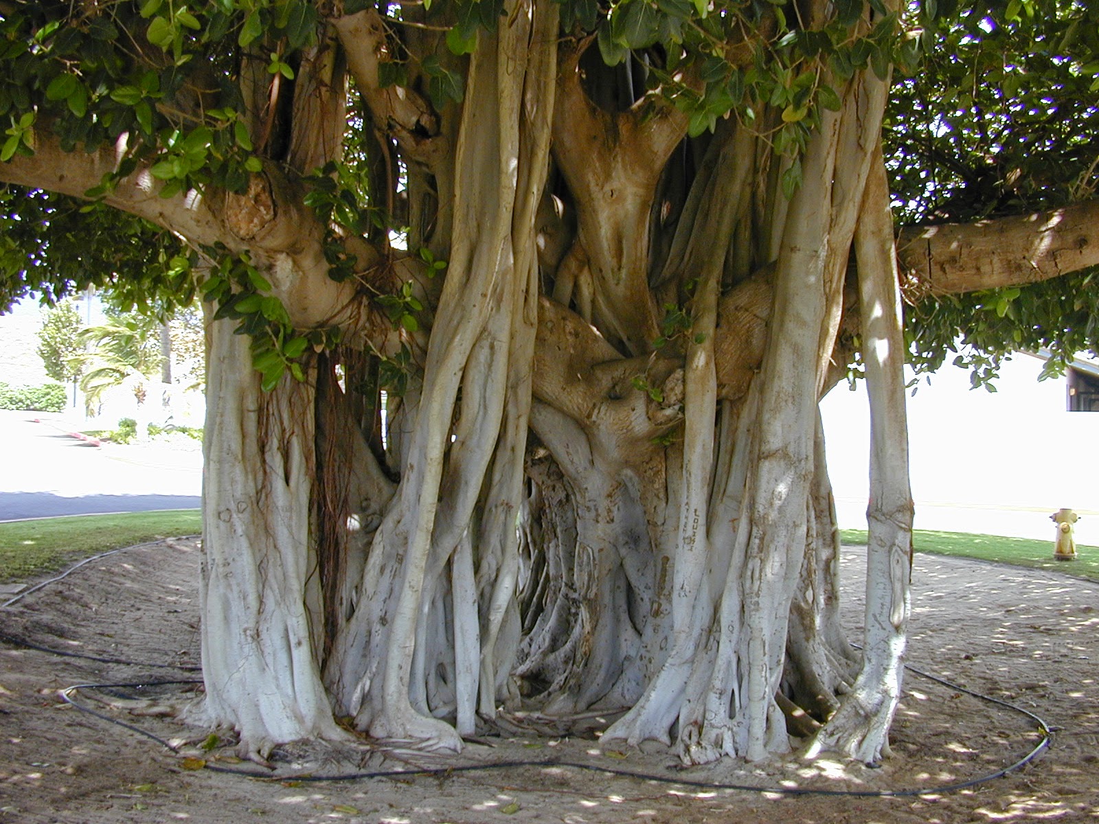FICUS Benghalensis