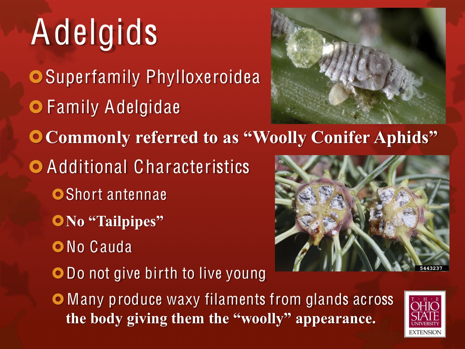 Field Biology in Southeastern Ohio: April 2013