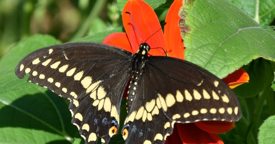 Using Georgia Native Plants: Beyond Black Swallowtails