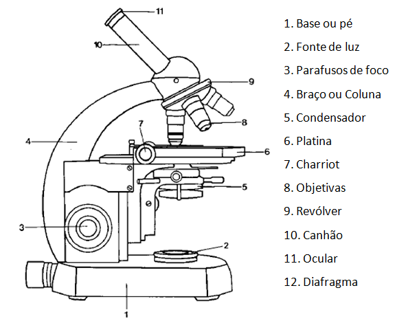 Biossíntese: A Origem do Microscópio