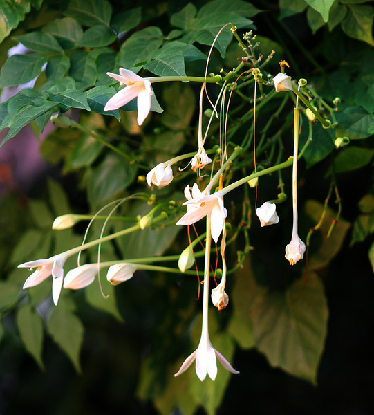 Blossoms of Bangalore: Bouquet Unstringed