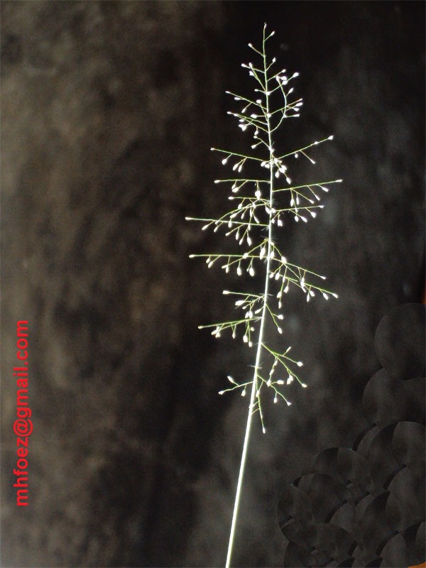 Foez@nline: দূর্বাঘাস