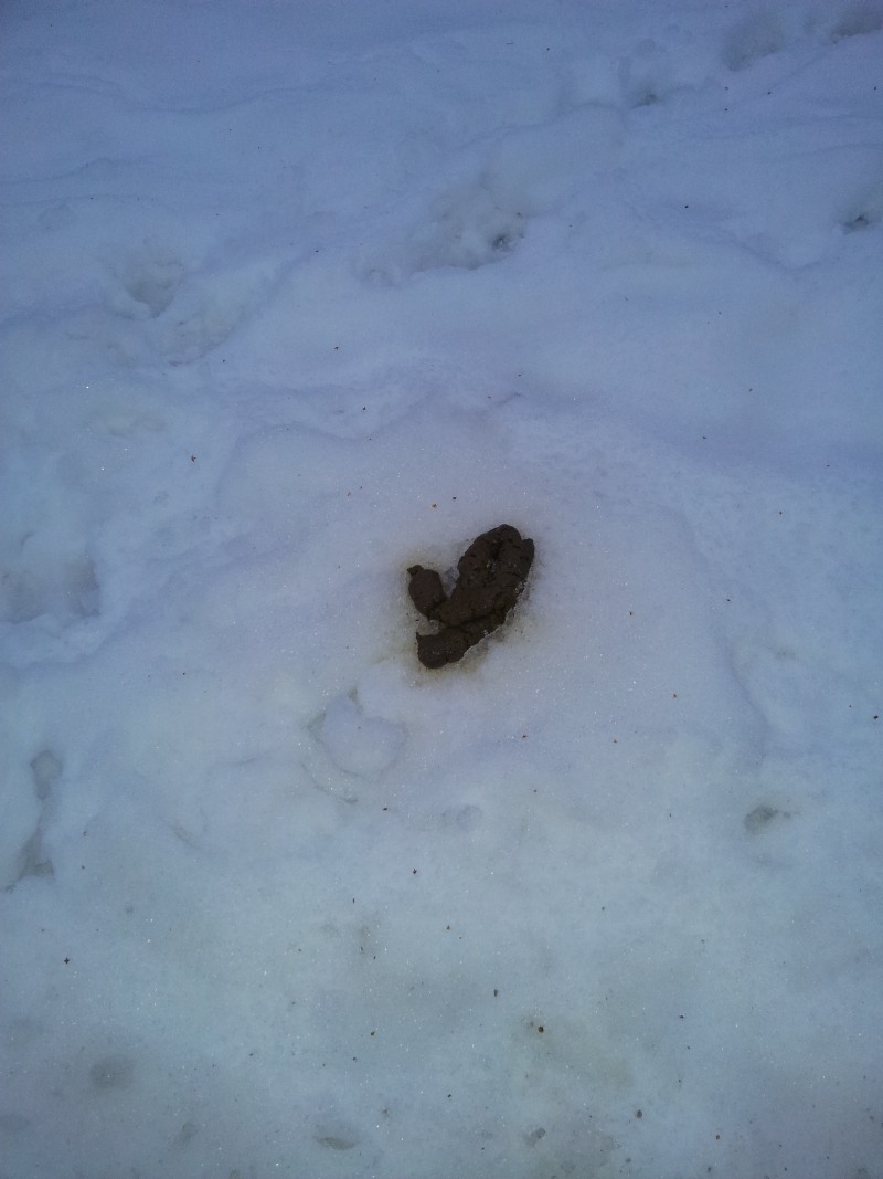 TRNAVA - fotky a texty zo života v tomto meste: Psie hovná pred ...