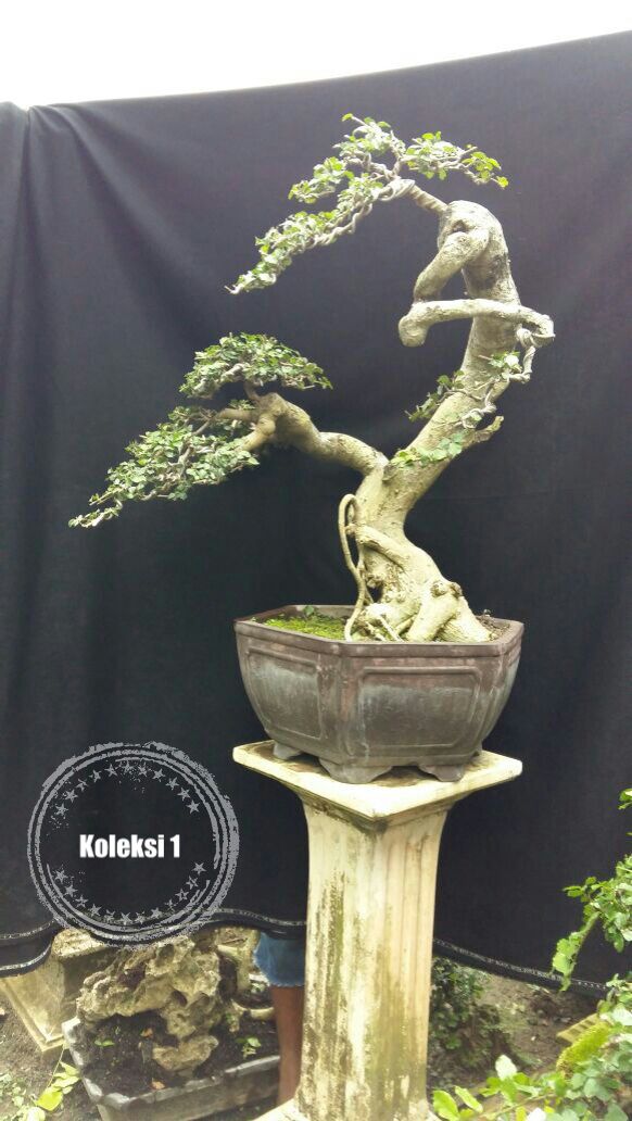 BONSAI: Bonsai serut siap kontes
