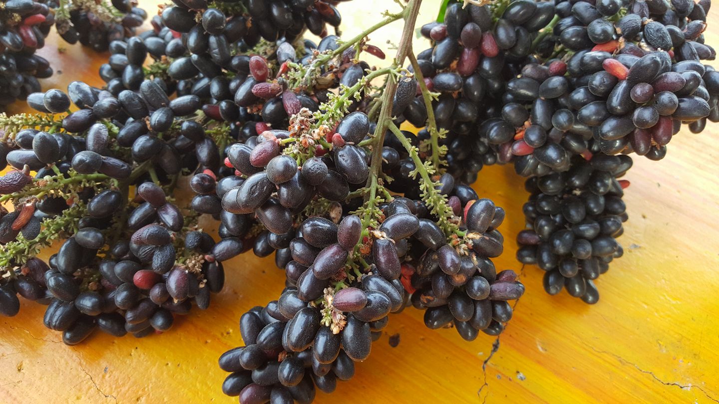 Bicara Mentari: BUAH TERAJAN POKOK MERTAJAM RASA KELAT MANIS