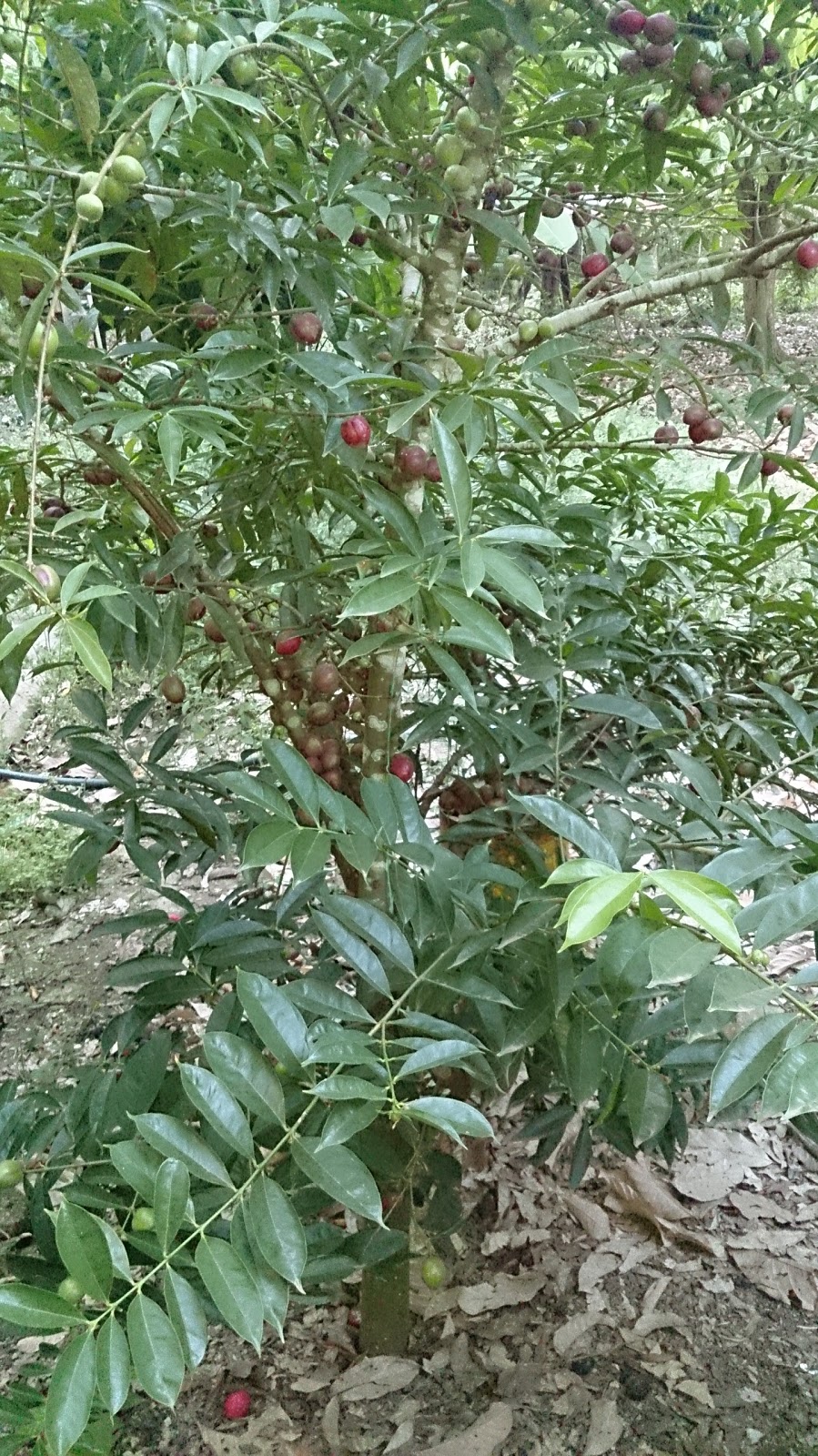 Mahkota Dewa : A fruit of god? ~ [[[[[[ Read this.. Got this ]]]]]]]]]