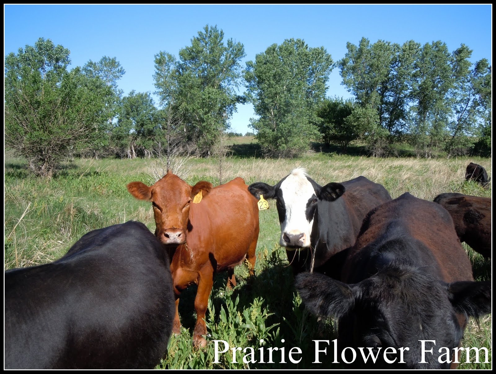 Prairie Flower Farm: Making Soft Yogurt Cheese......and a busy morning.