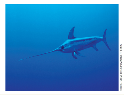 Fishing for Dummies: Swordfishing