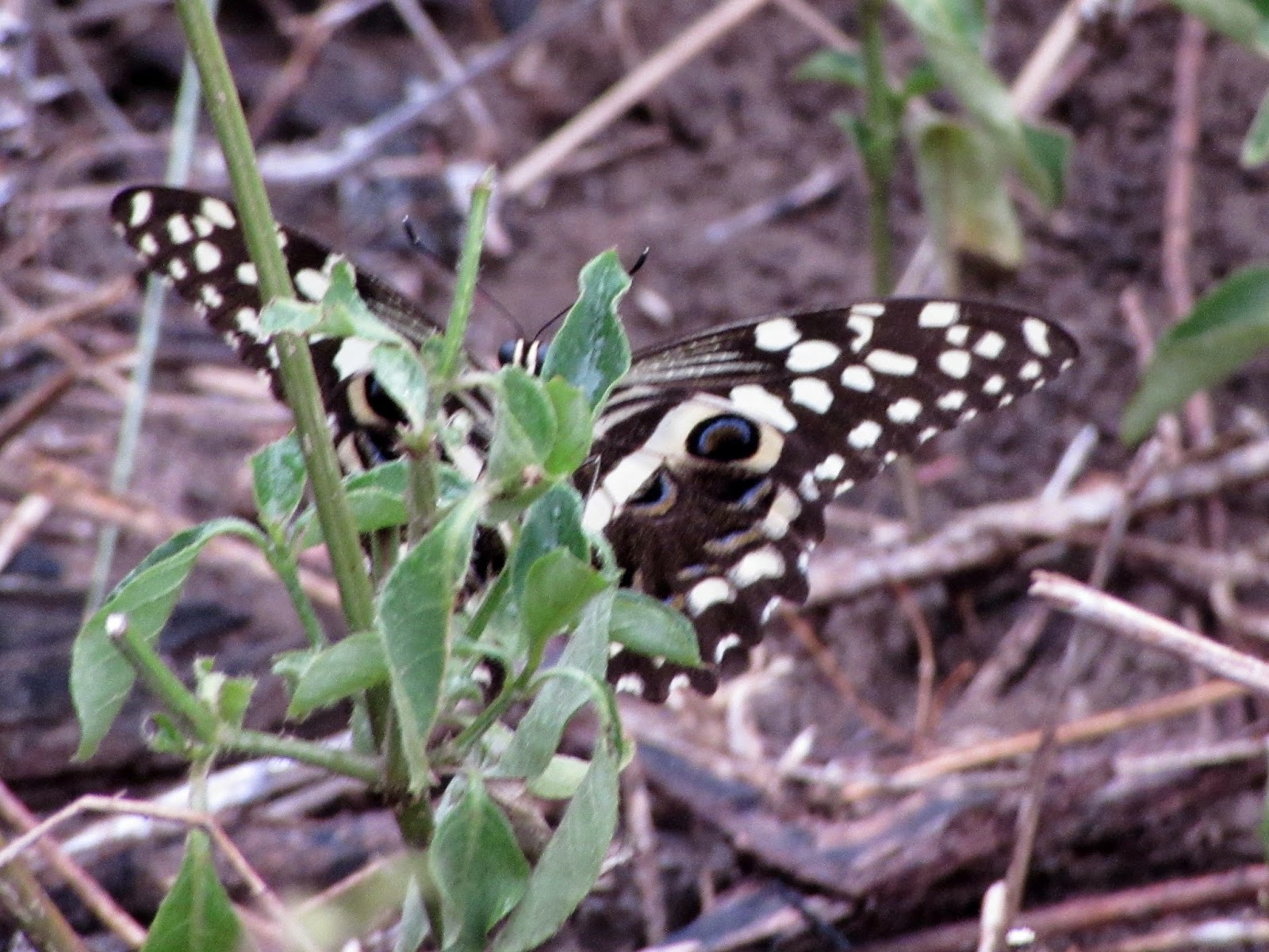The Great Wildebeest Migration: The Insects of KZN