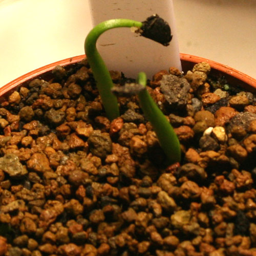 HOW TO GROW AGAVE FROM SEED |The Garden of Eaden