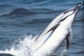 THE DOLPHIN: DELFÍN LISTADO