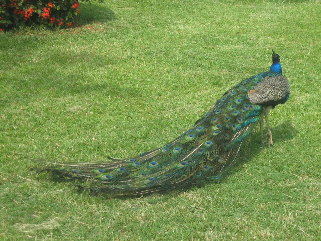 Sri's CSC Assignment in Ghana: Kingdom of Gold - the palace of Ashanti Hene