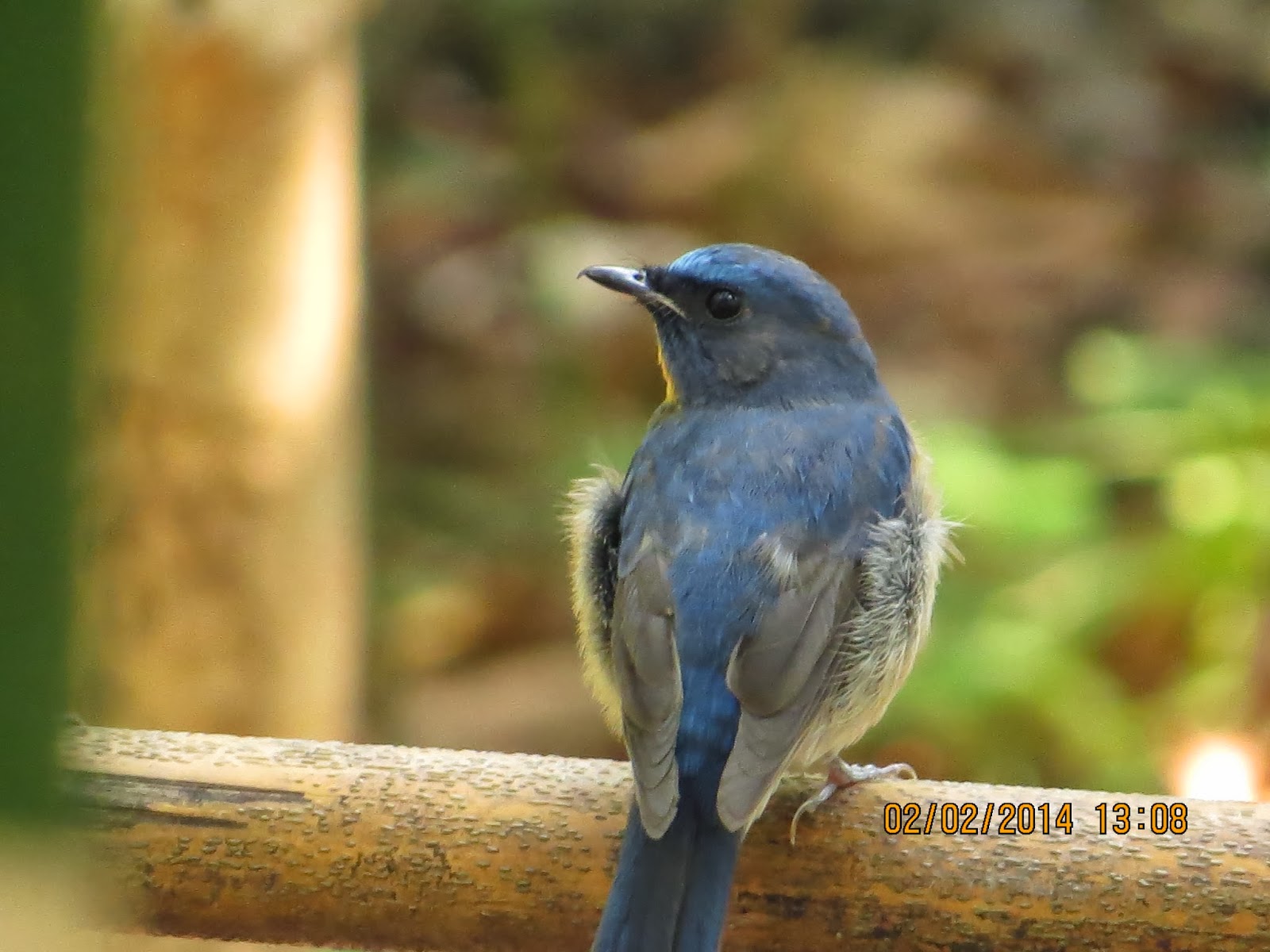 birder's diary: นกจับแมลงพันธุ์จีน Chinese Blue Flycatcher
