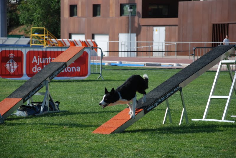 Club Agility la Daga (Lleida)