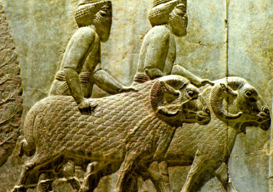 S T R A V A G A N Z A: OVINOS : ORIGEM, HISTÓRIA E MITOLOGIA