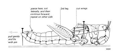 SLHE Science: Locust Dissection