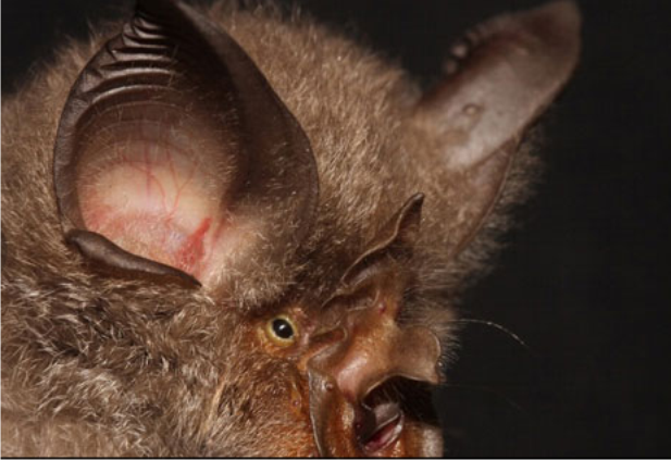 Ditemukan 4 Kelelawar Spesies Baru - Jenemeks