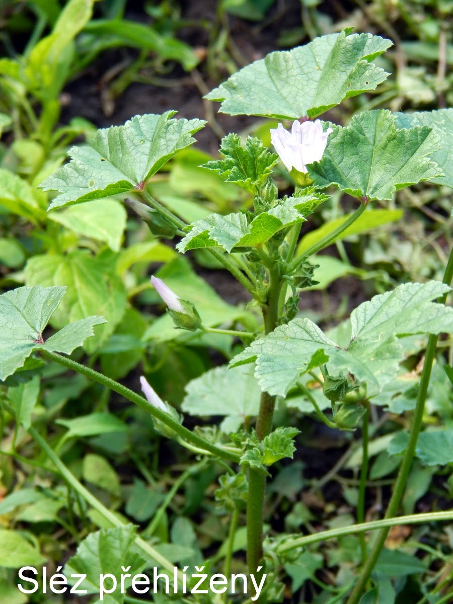 Bylinky ze Salaše: Sléz přehlížený
