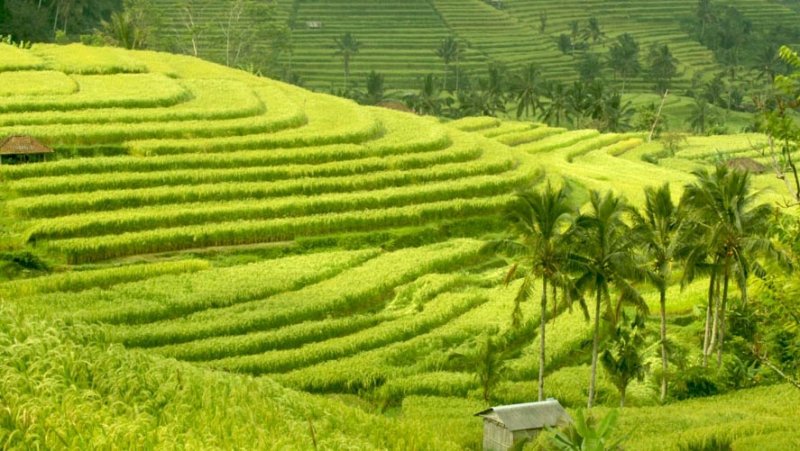 Wisata Alam Sawah di Bali Indonesia - Alam Mentari