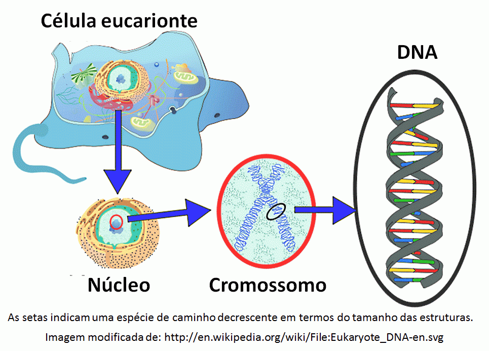 Resumos de Biologia: O Núcleo e os cromossomos